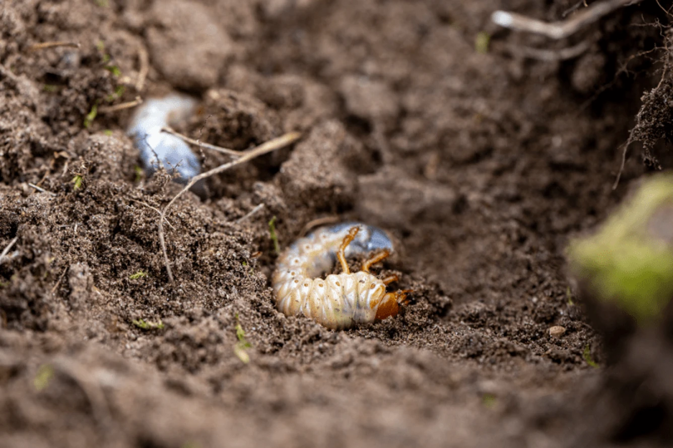 Herken de insecten in je tuin en bescherm je planten | DCM